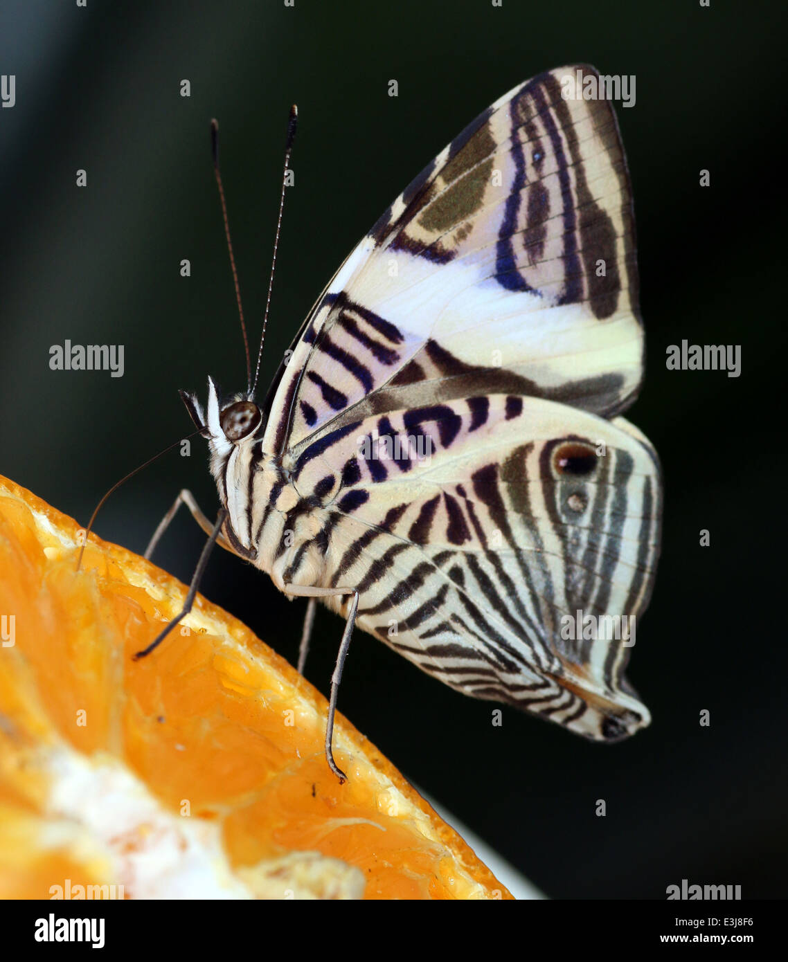 Zebra Mosaic Butterfly (Colobura dirce) ak.a. Dirce Beauty, feeding on ...