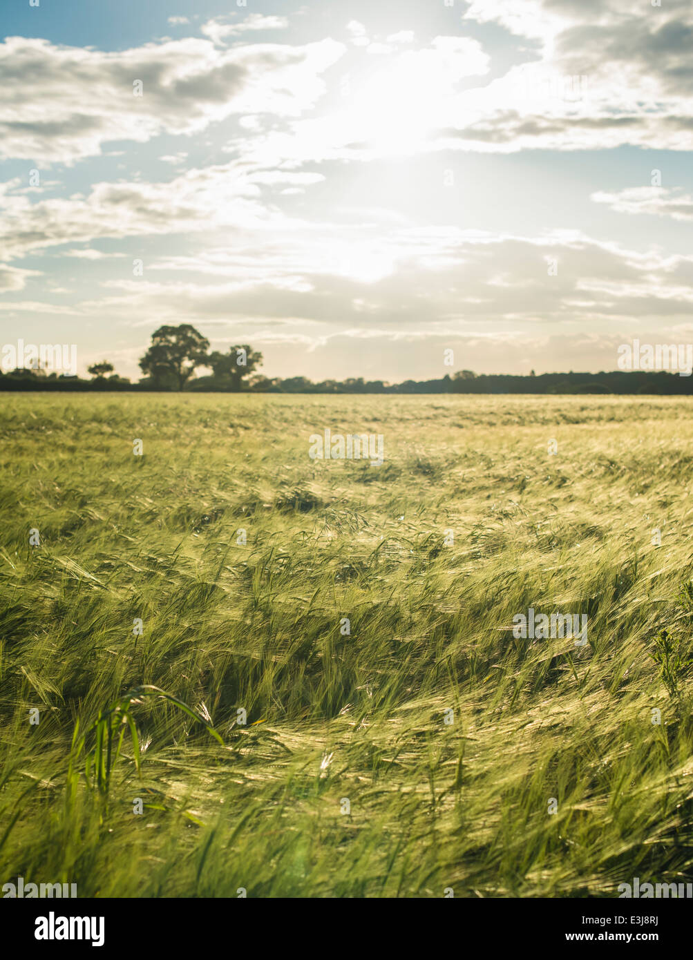 Field of crops Stock Photo - Alamy