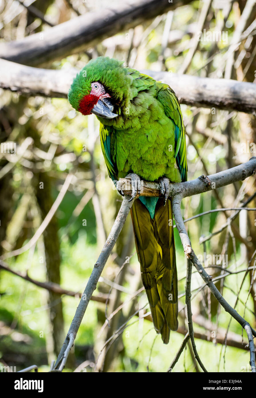 Mexican military macaw (Ara militaris mexicana) sitting on the twig ...