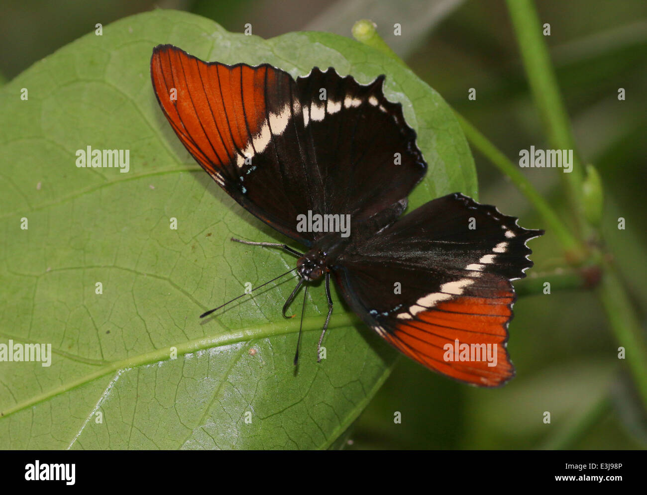 Mexican butterfly species hi-res stock photography and images - Alamy