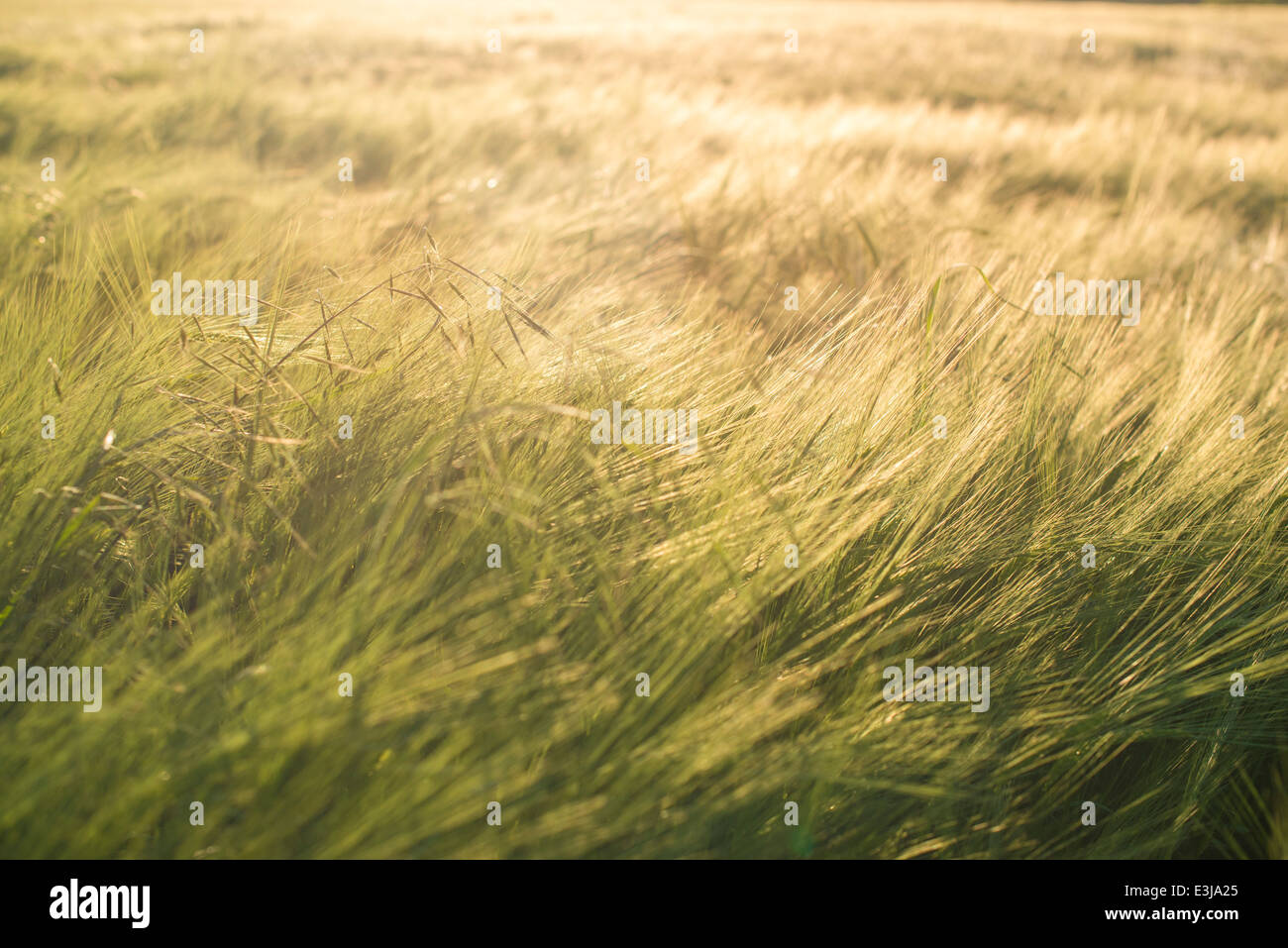 Field of crops Stock Photo - Alamy