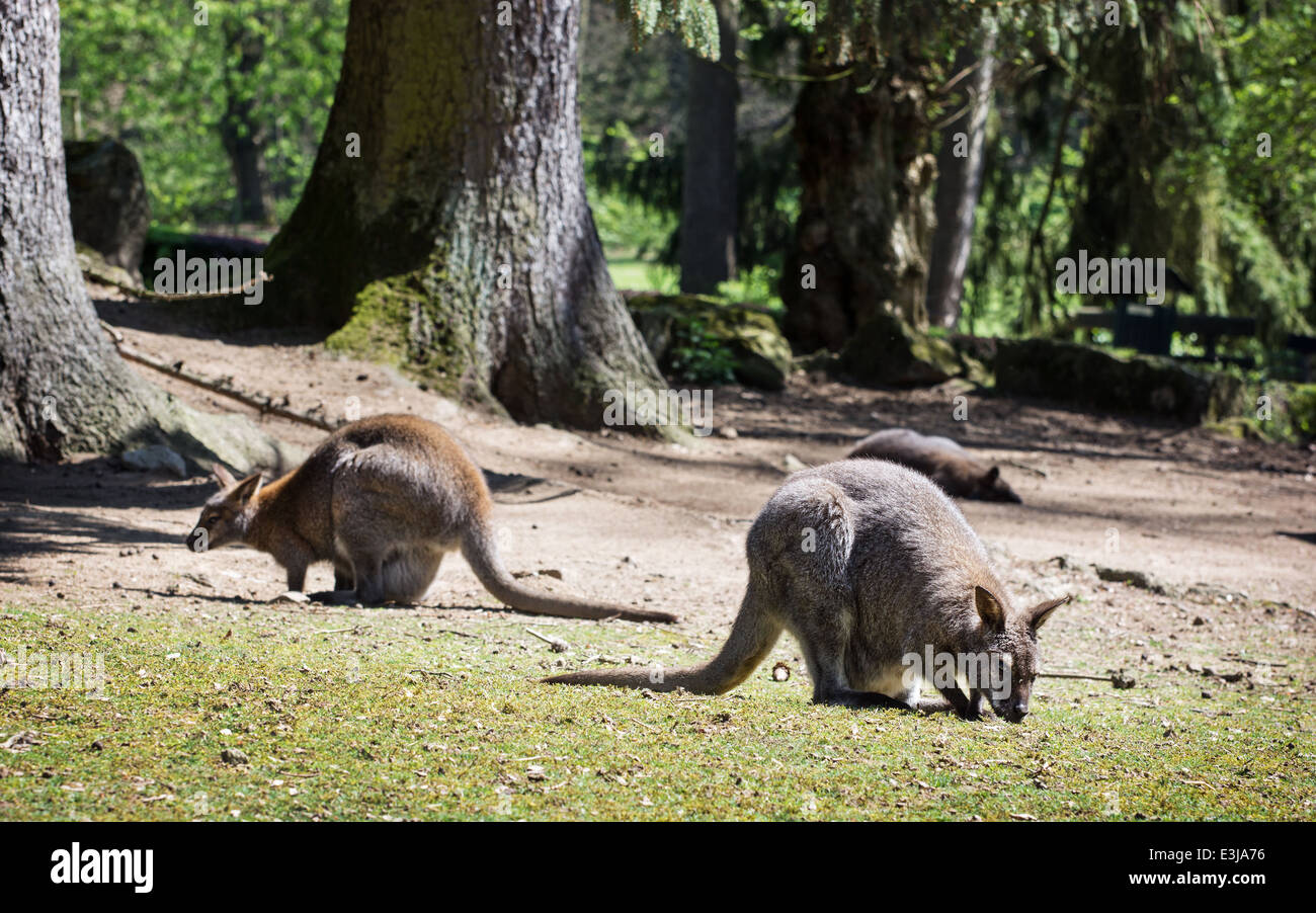 Group of Red-necked wallaby (Macropus rufogriseus Stock Photo - Alamy