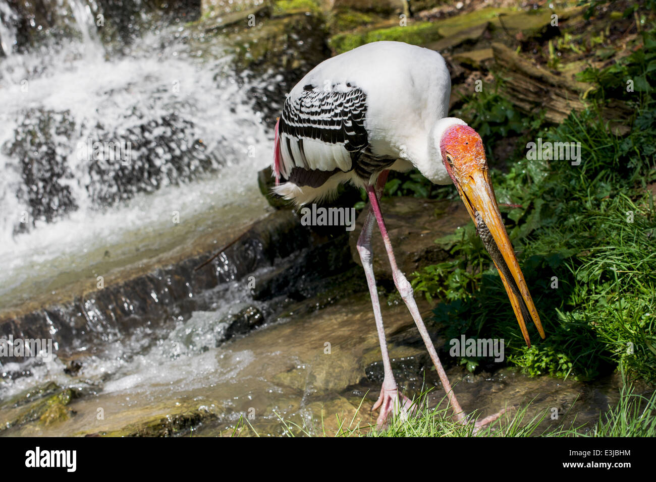 Painted stork hunting fish hi-res stock photography and images - Alamy