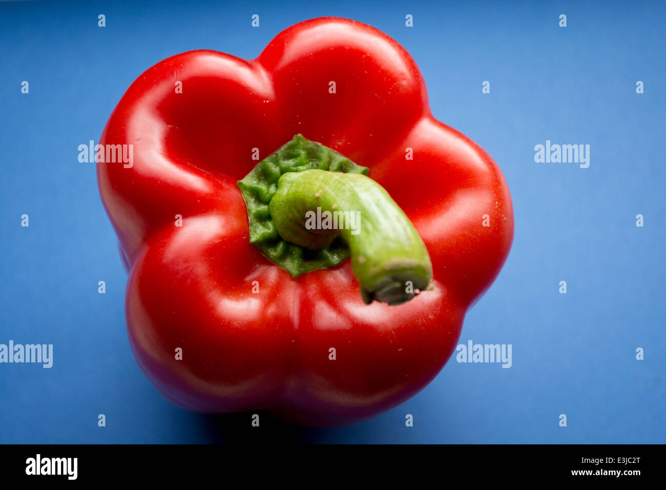 Bright red pepper on blue background Stock Photo - Alamy