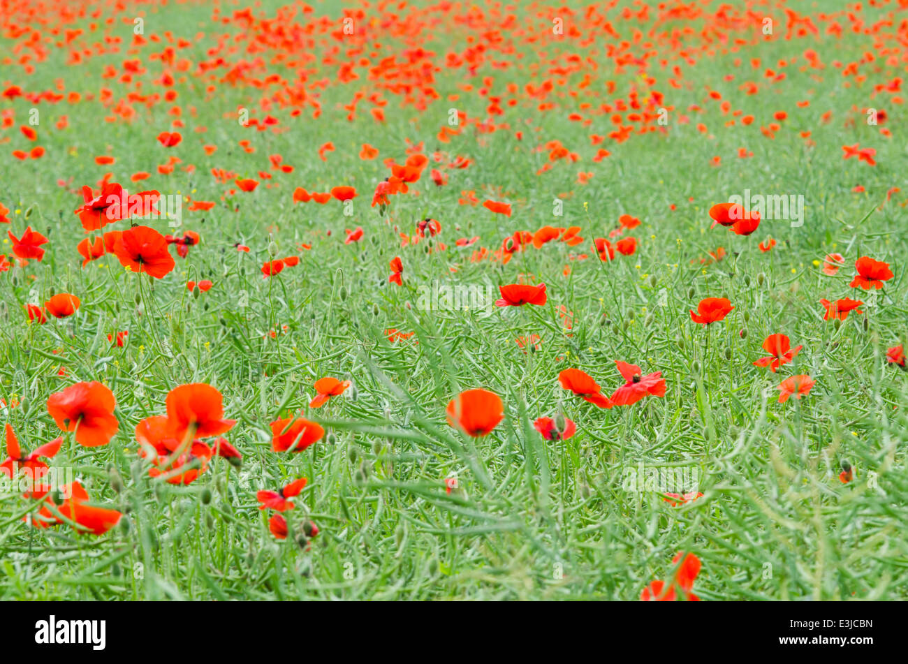 Poppies in farmland hi-res stock photography and images - Alamy