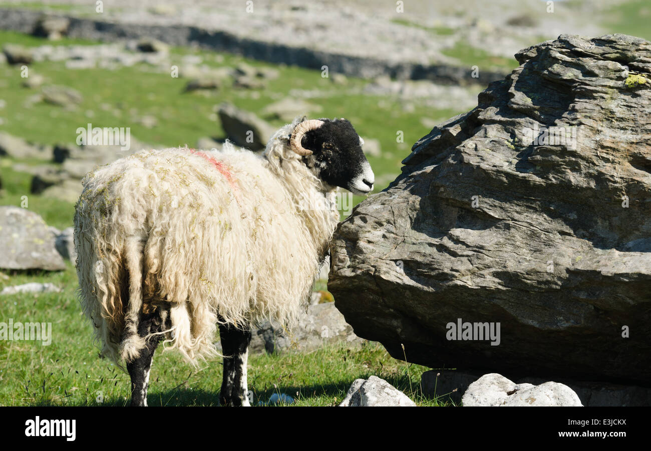 Sheep by the rock Stock Photo - Alamy