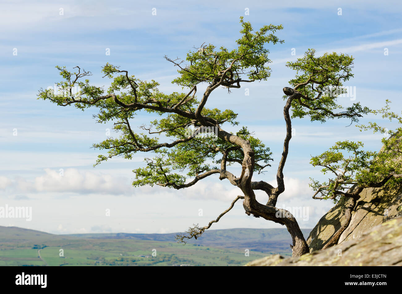 Twisted tree hi-res stock photography and images - Alamy
