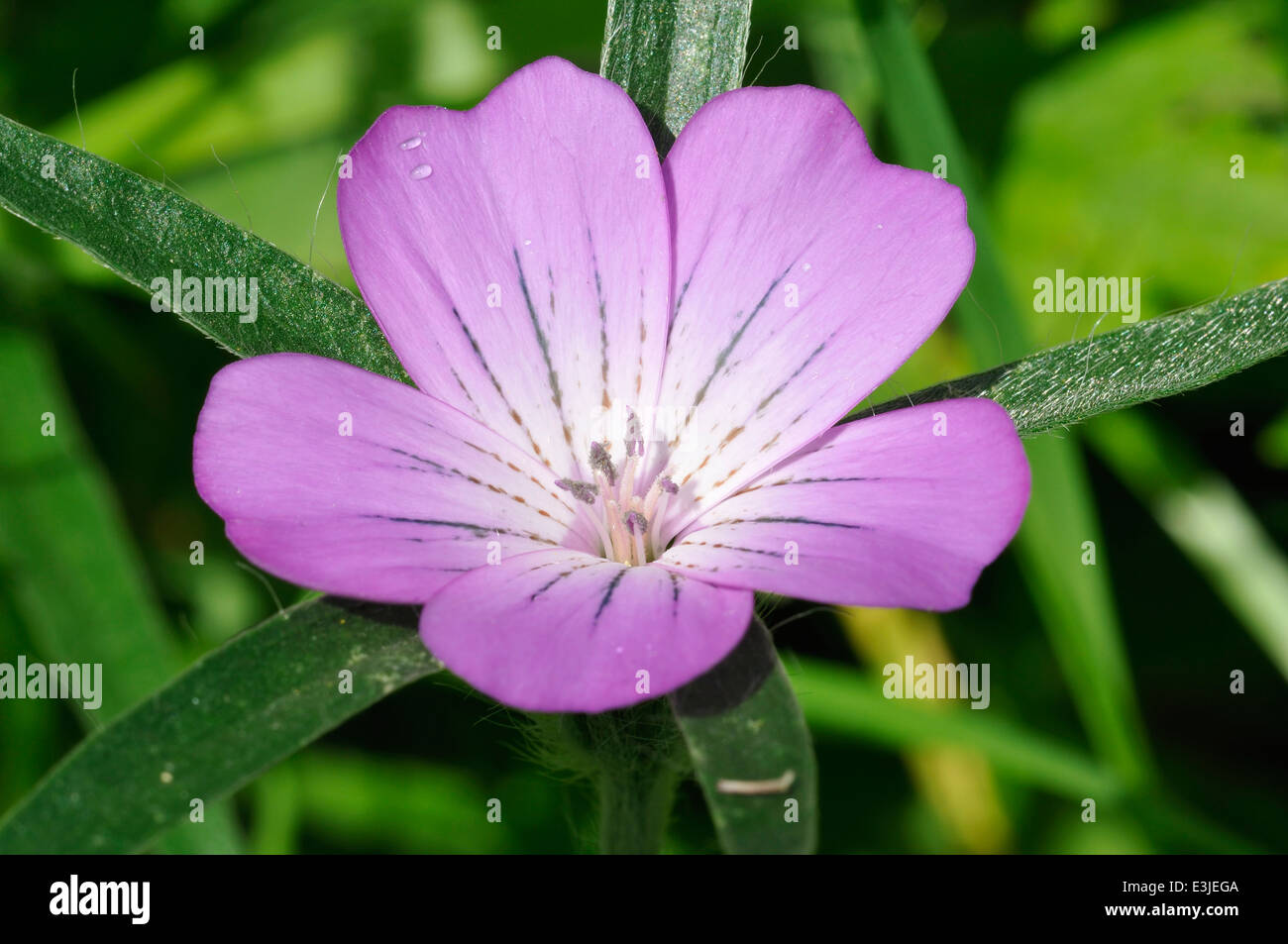 Corncockle - Agrostemma githago Rare Arable Wild Flower Stock Photo - Alamy