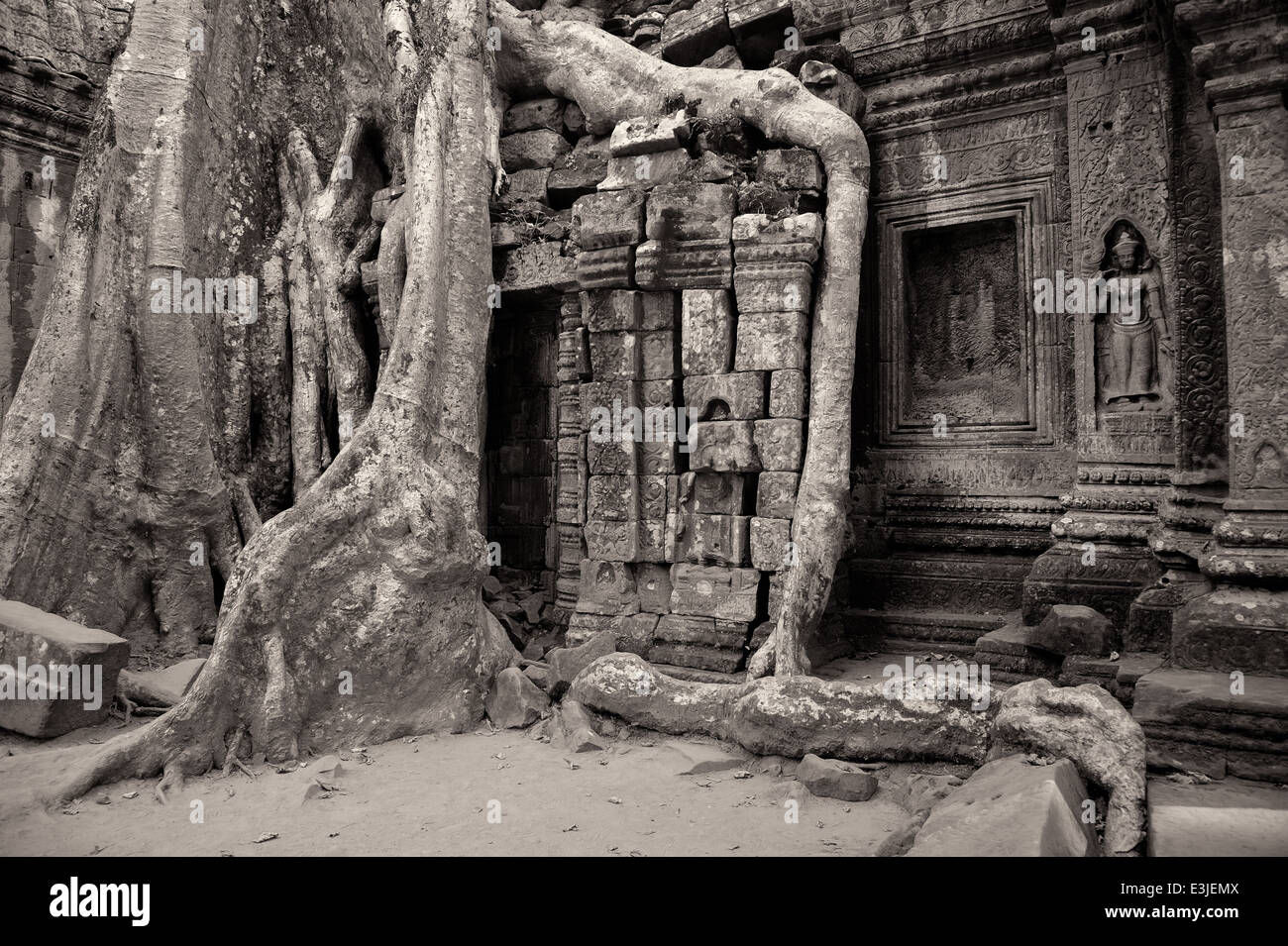 Tree growing in ancient temple hi-res stock photography and images - Alamy