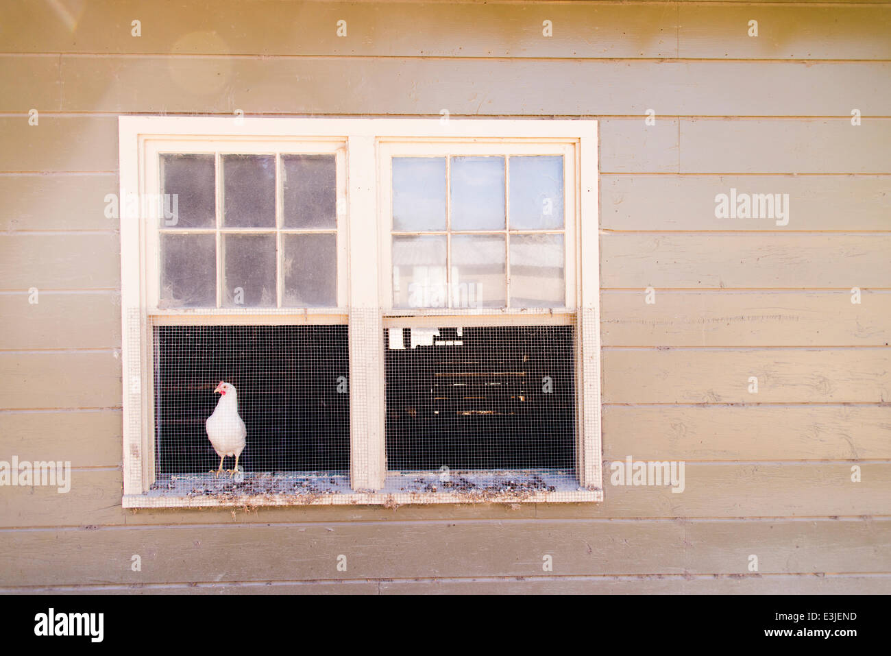 Hen chicken window hi-res stock photography and images - Alamy