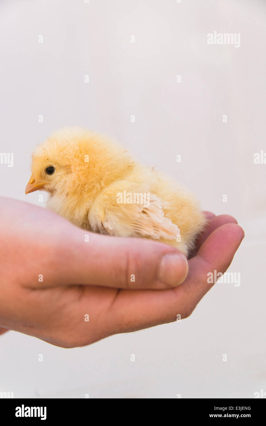 Hand holding baby chick hi-res stock photography and images - Alamy