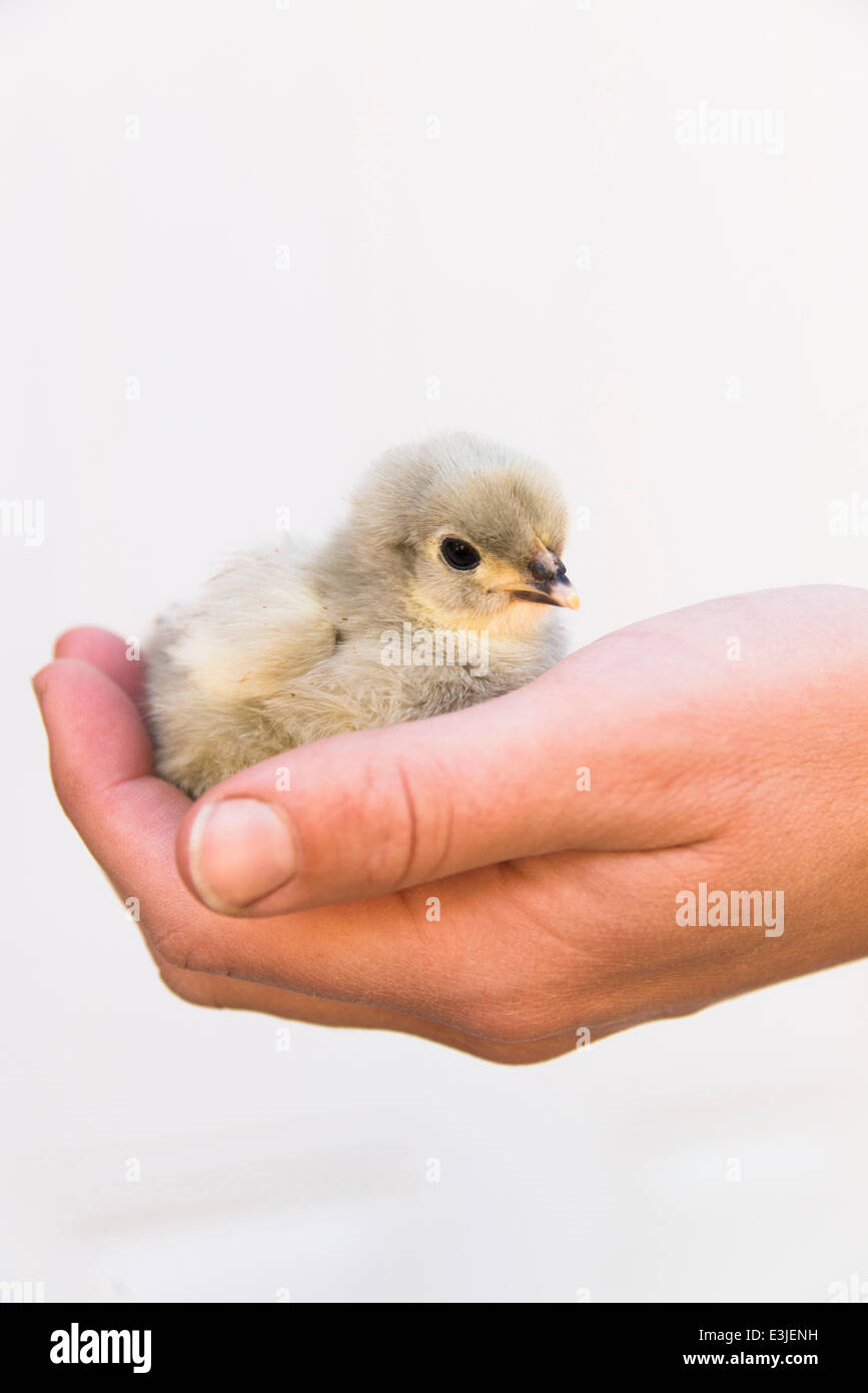 Hand holding baby chick hi-res stock photography and images - Alamy