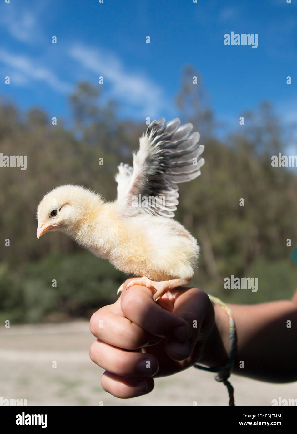 Chicken Flapping Wings High Resolution Stock Photography and Images - Alamy