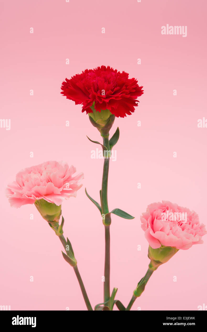 three carnations on pink background Stock Photo - Alamy