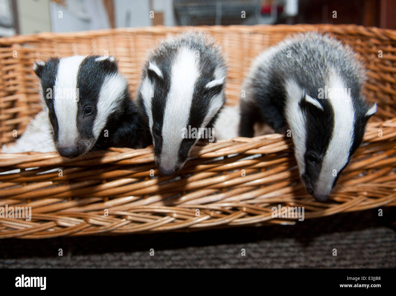Cute badger cubs hi-res stock photography and images - Alamy