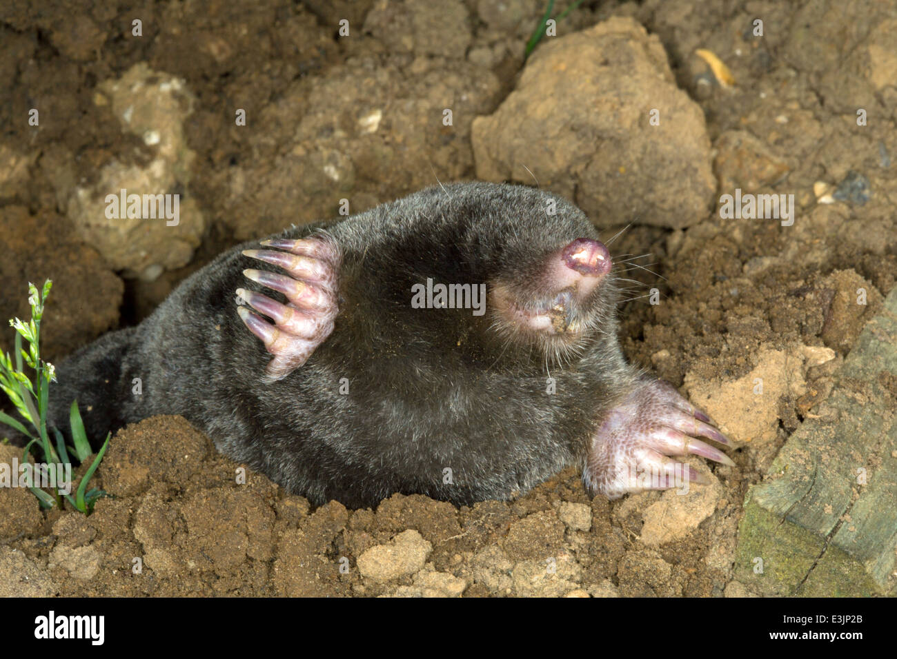 Mole digging hi-res stock photography and images - Alamy