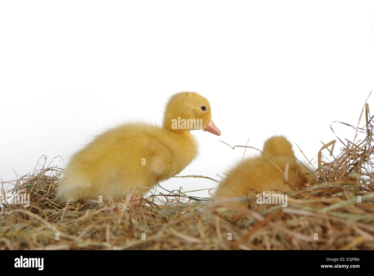 two small ducks Stock Photo - Alamy