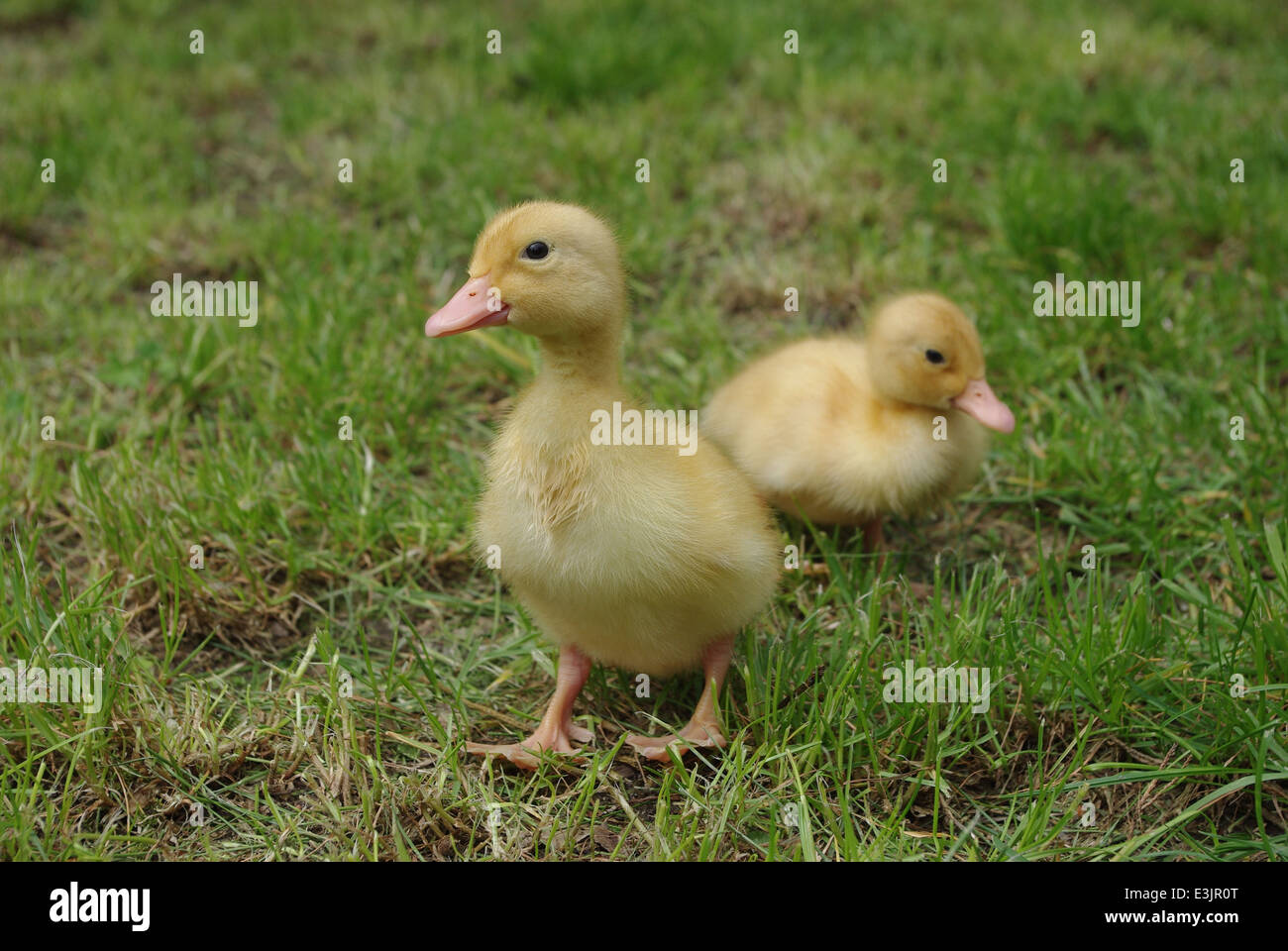 two small ducks on background of grass Stock Photo - Alamy