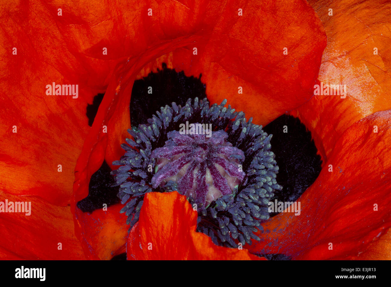 Macro poppy image hi-res stock photography and images - Alamy