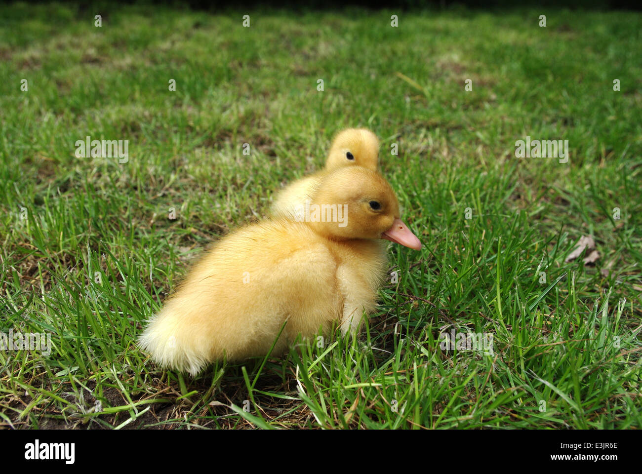 two small ducks on background of grass Stock Photo - Alamy