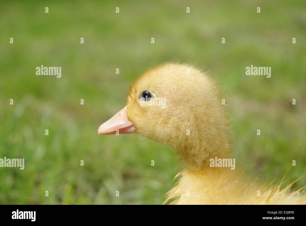 small duck on background of grass Stock Photo - Alamy