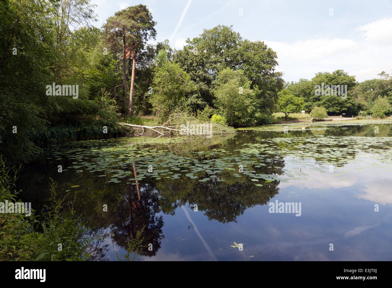 Keston ponds hi-res stock photography and images - Alamy
