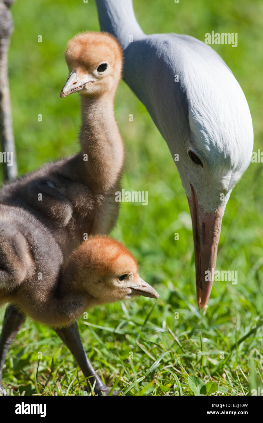 Upright cranes hi-res stock photography and images - Alamy