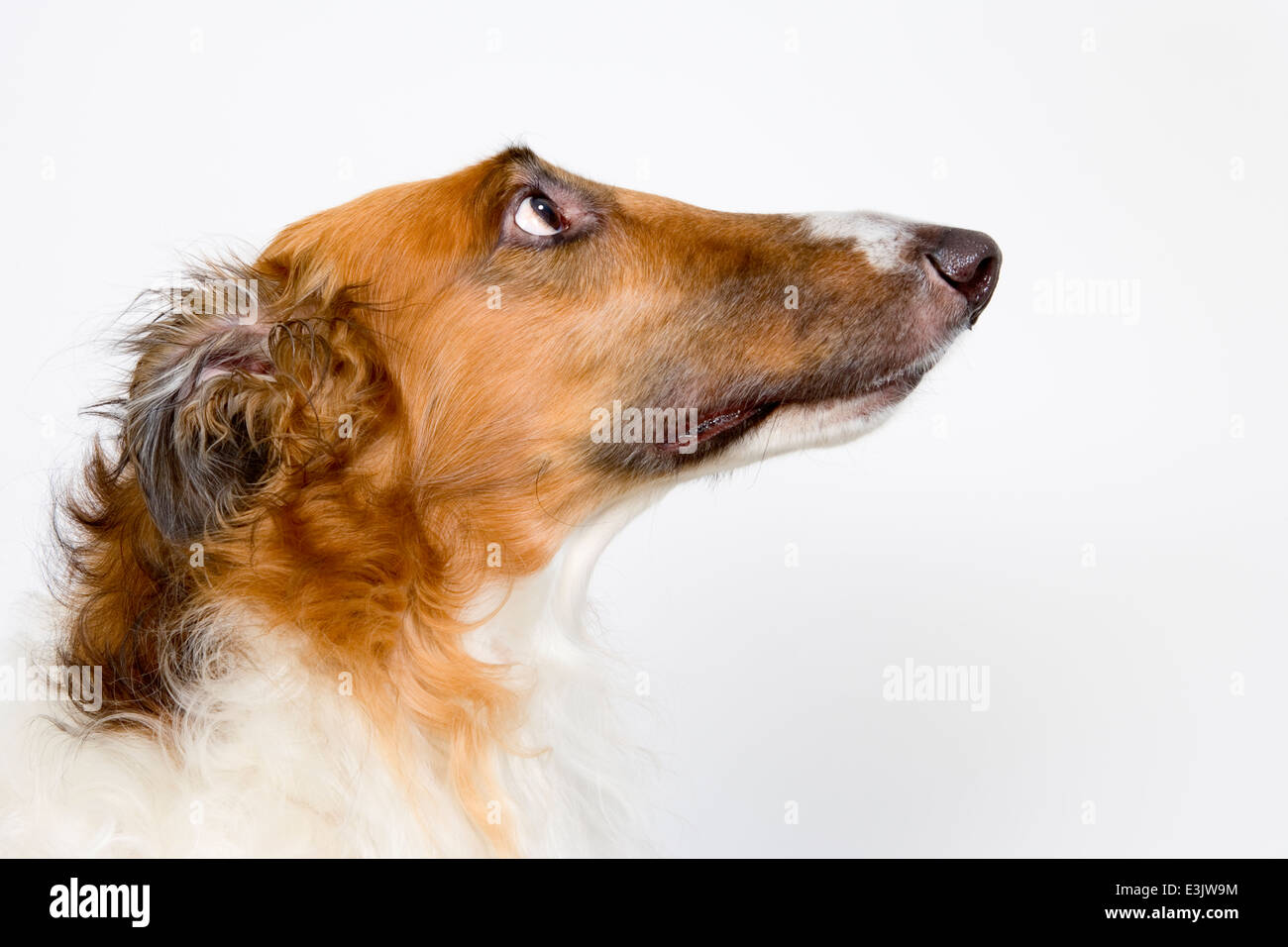 Borzoi dog Russian Wolfhound head and shoulders Stock Photo - Alamy