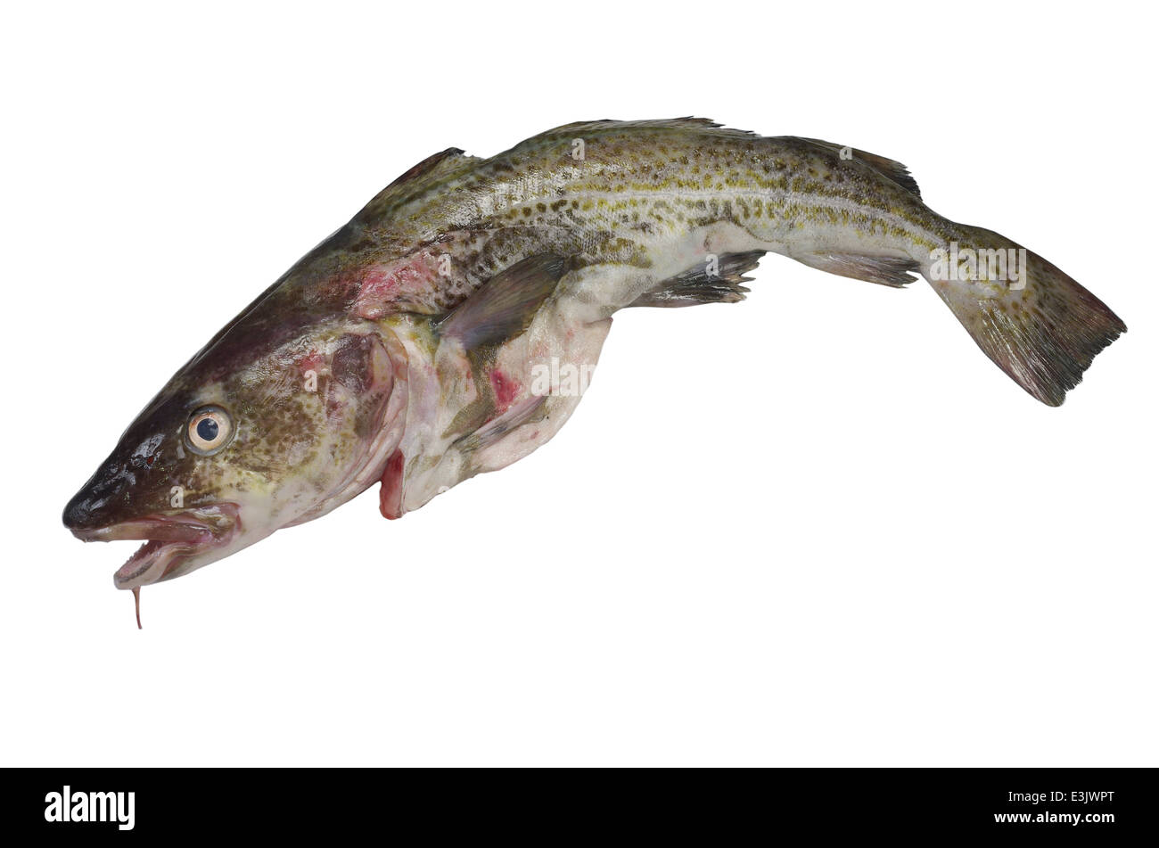 big cod fish on a white background Stock Photo - Alamy
