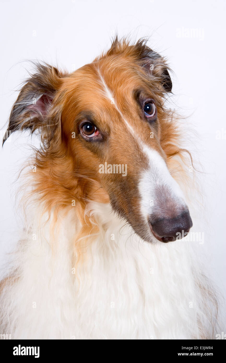 Dog head and shoulders hi-res stock photography and images - Alamy