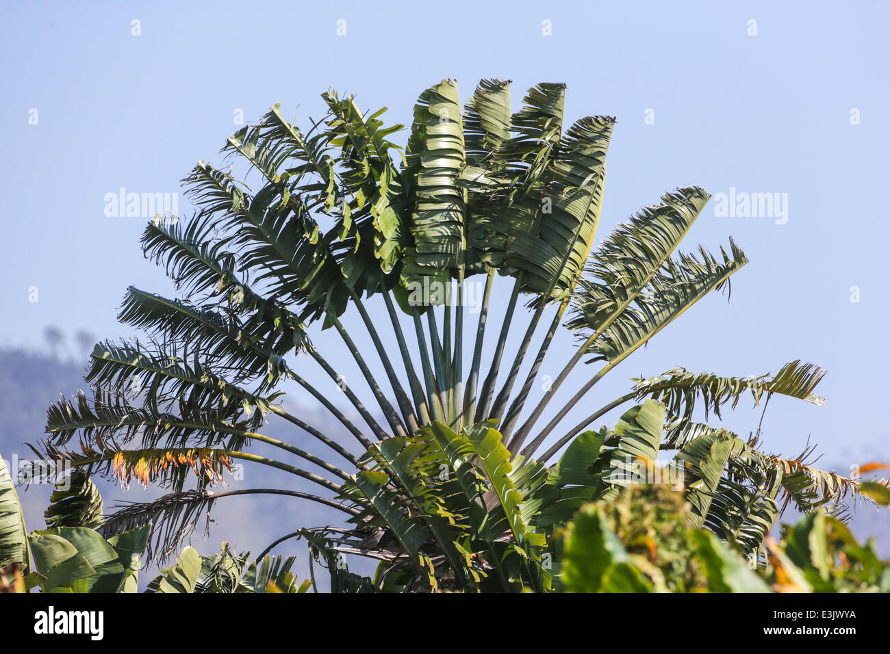 Traveler's tree, also called traveler's palm (Ravenala madagascariensis ...