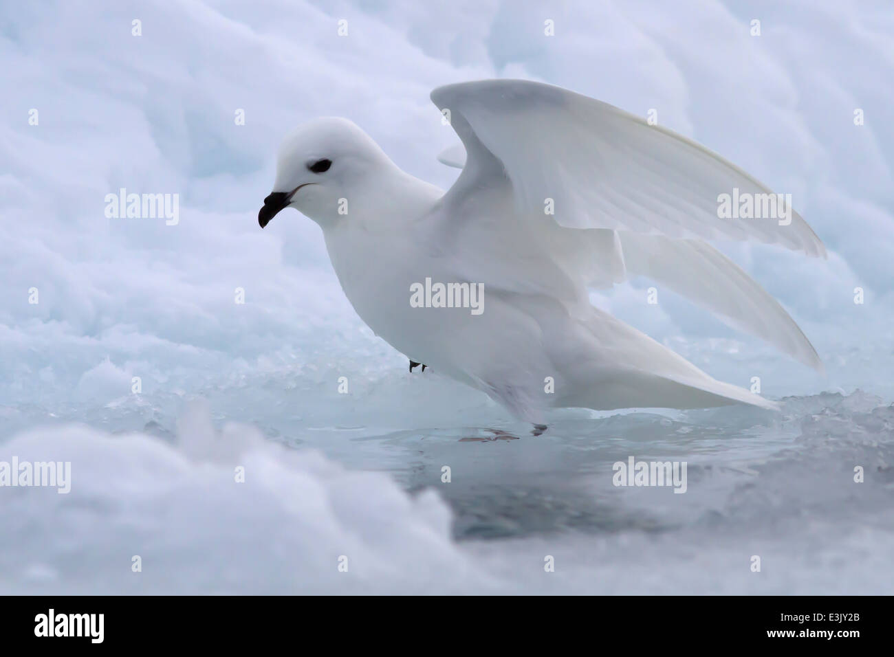 Snow petrel near the gap in the ice of Antarctica Stock Photo - Alamy