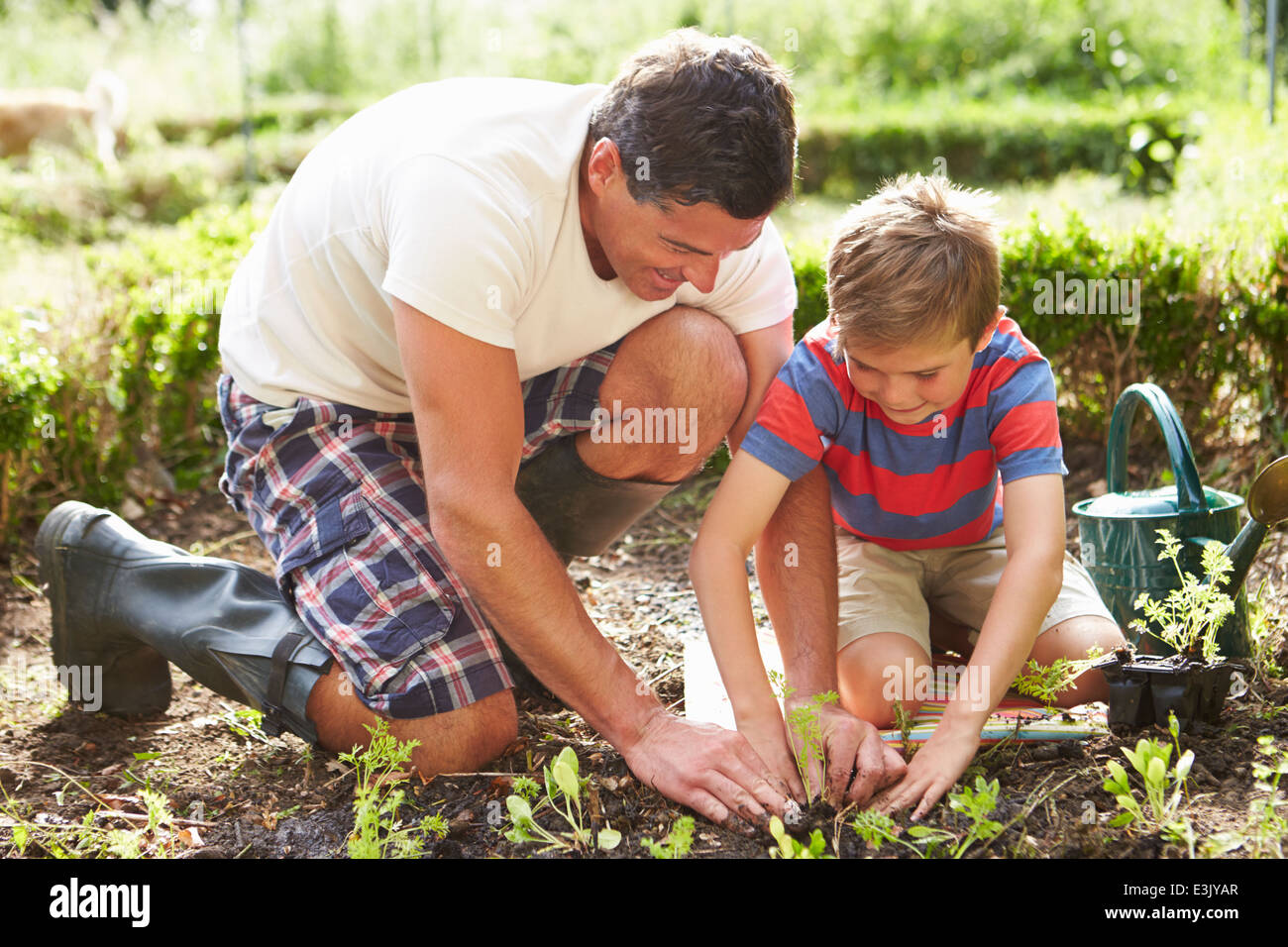 Father And Son Planting Seedling In Ground On Allotment Stock Photo - Alamy
