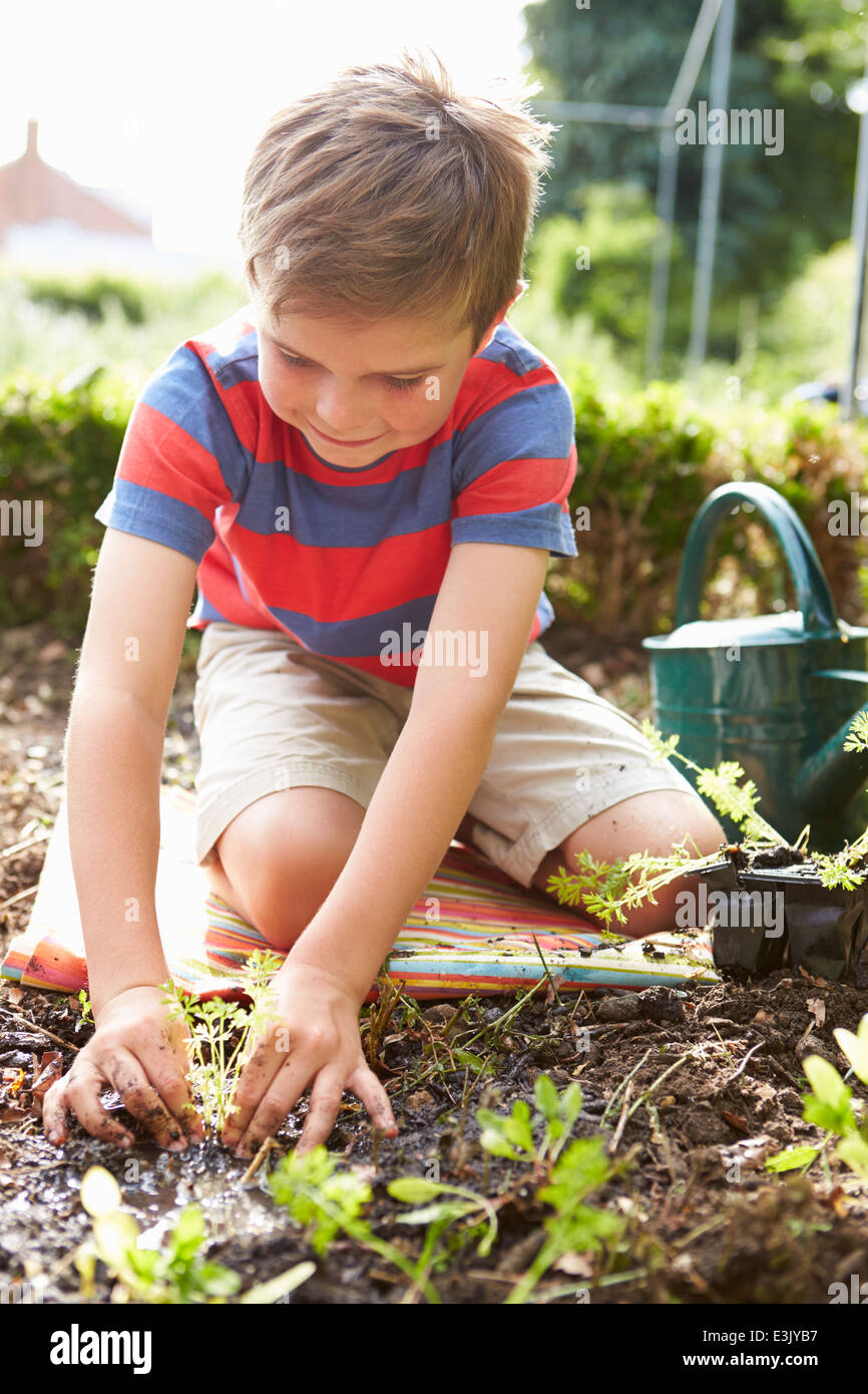 Boy Planting Seedlings In Ground On Allotment Stock Photo - Alamy