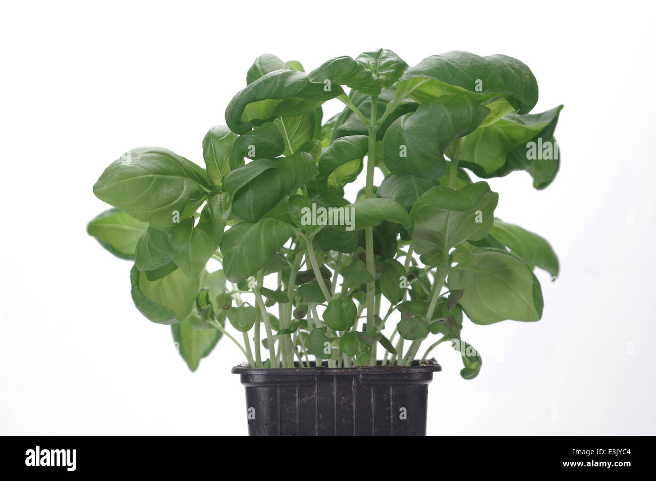 basil on white background Stock Photo - Alamy