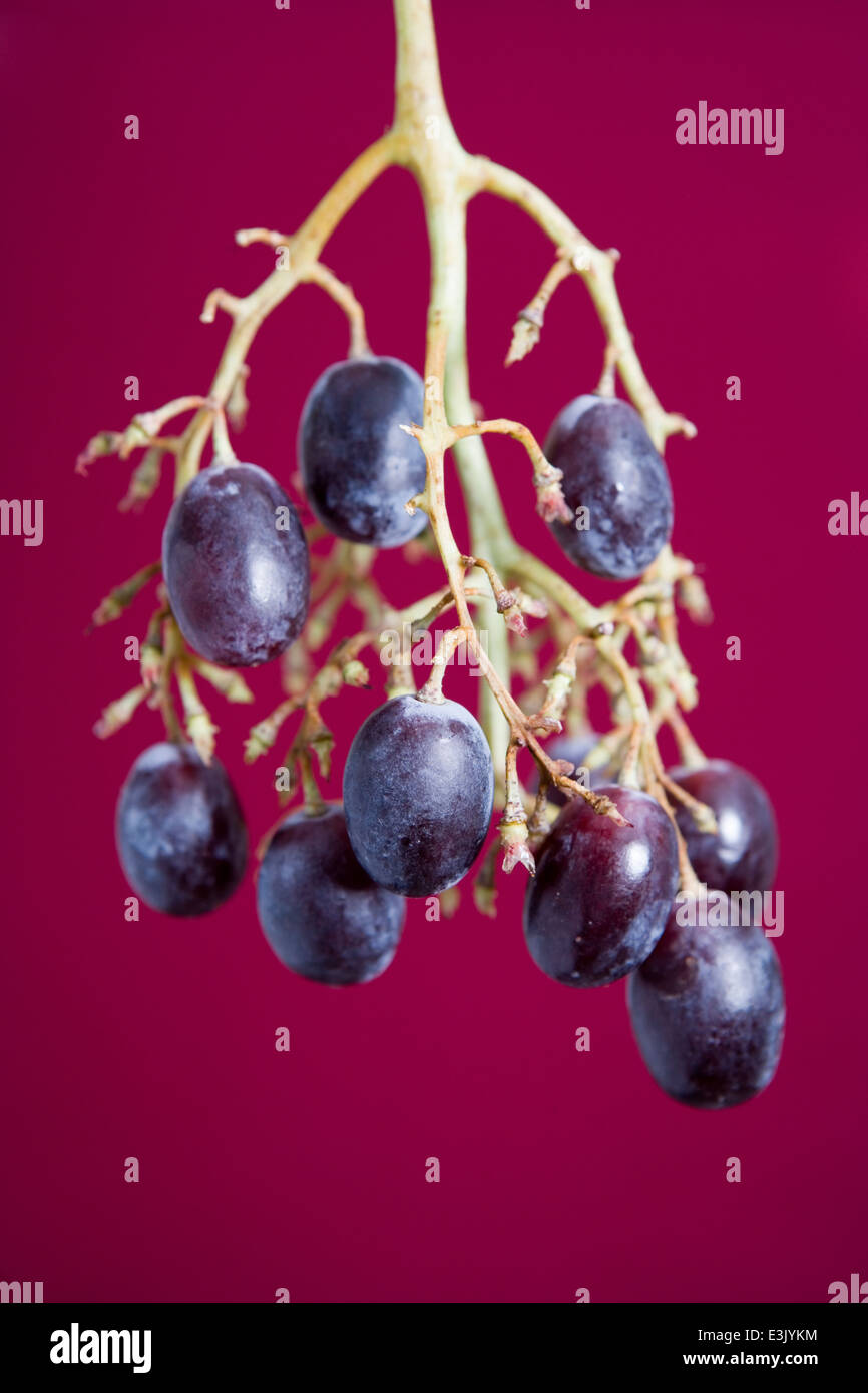 Bunch of black dessert grapes hanging, maroon background Stock Photo ...