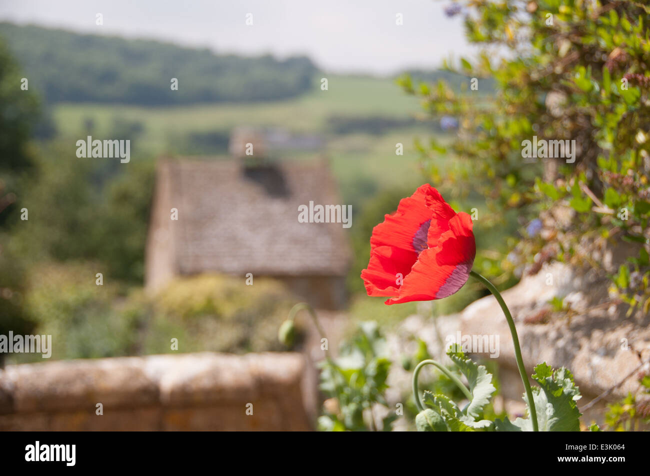 Beautiful poppy growing within a english country manor house garden. In ...