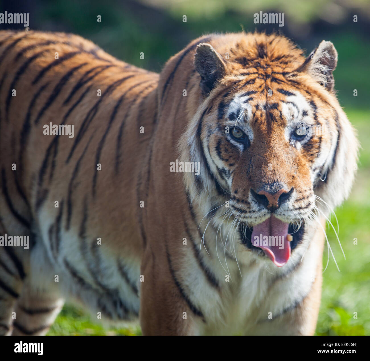 Picture of a Tiger outside Stock Photo - Alamy