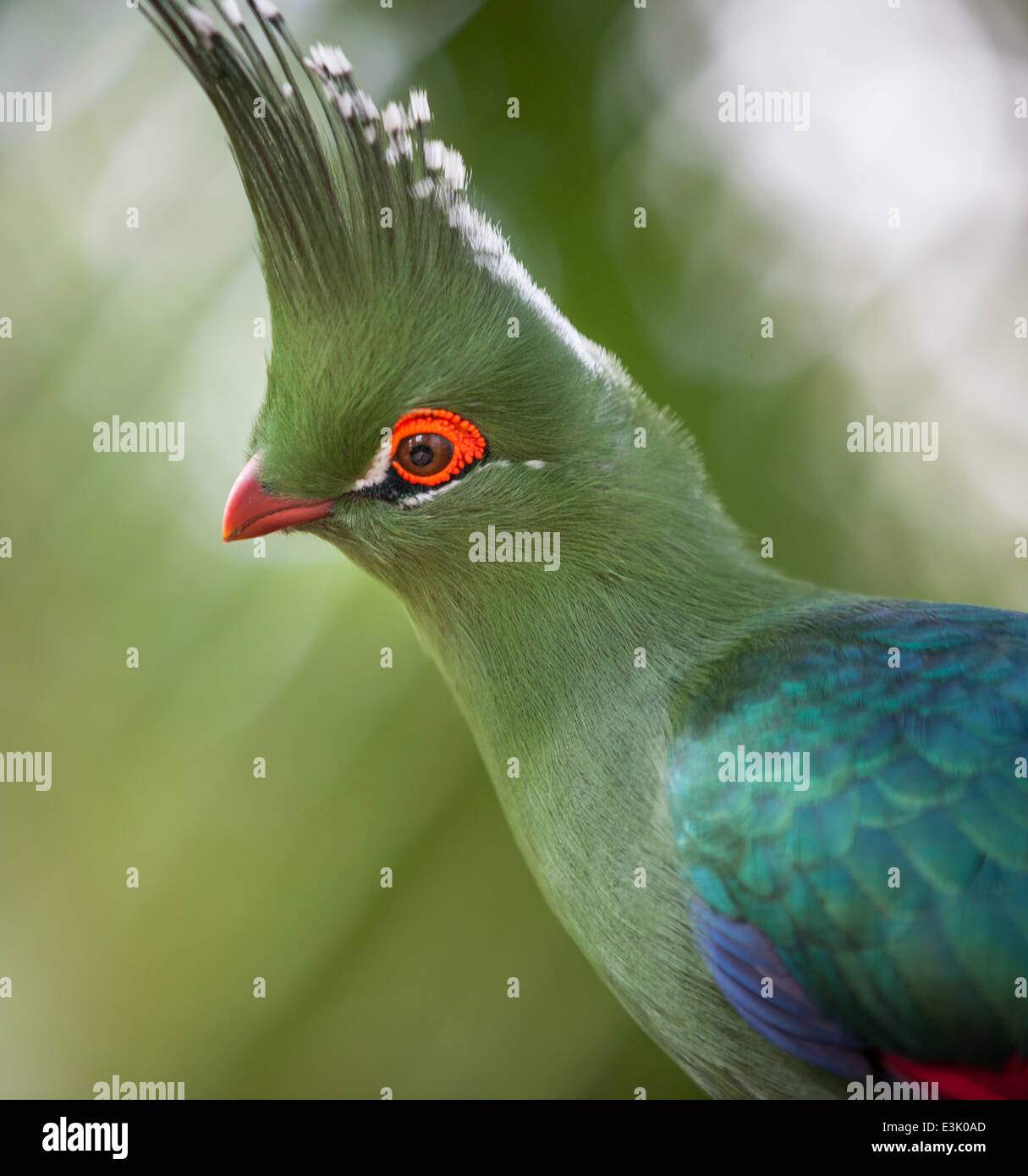 Turaco hi-res stock photography and images - Alamy