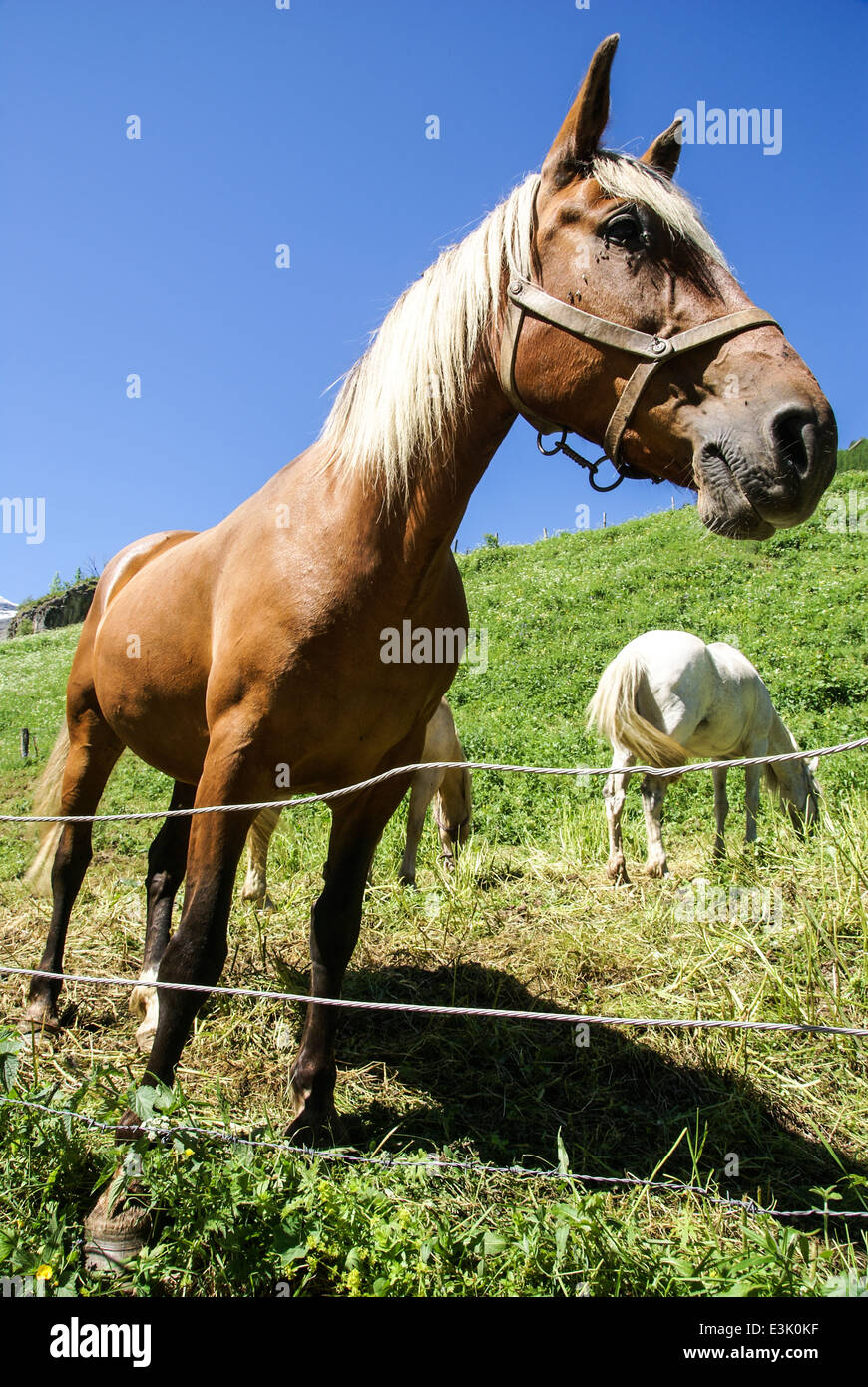 Horse pyrenees mountains hi-res stock photography and images - Alamy
