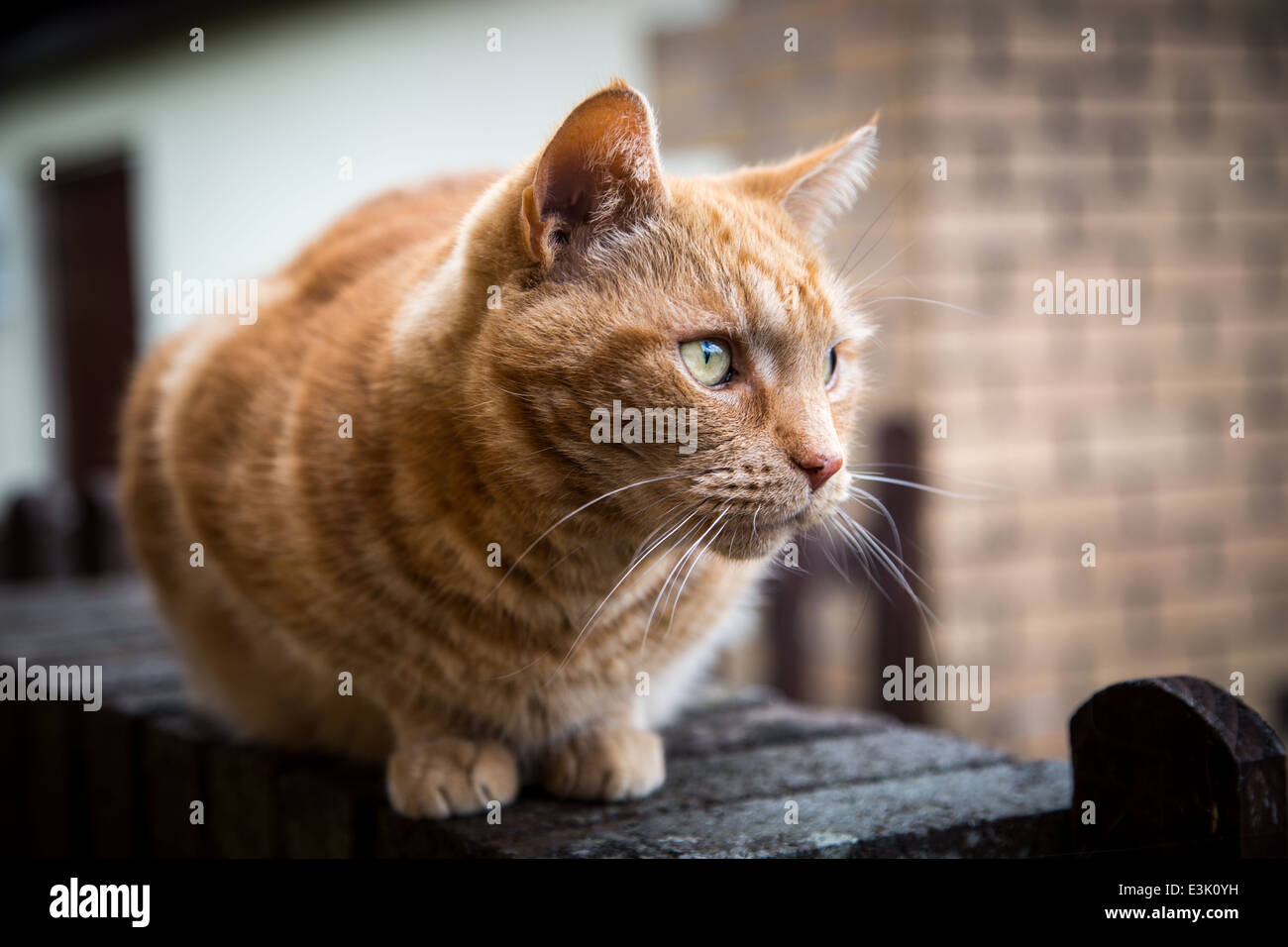Ginger tom cat sitting during the daytime Stock Photo - Alamy