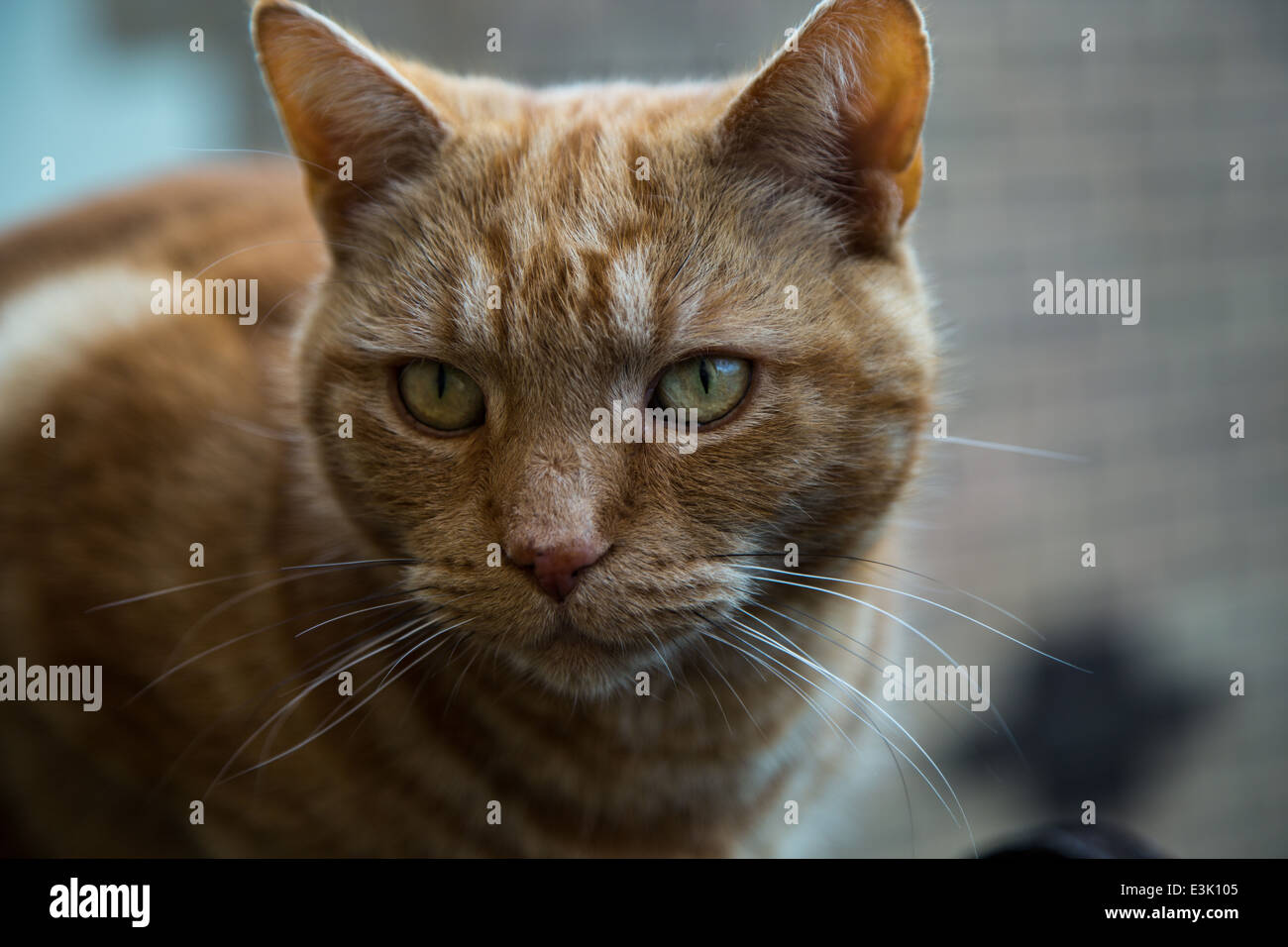 Ginger color cat hi-res stock photography and images - Alamy