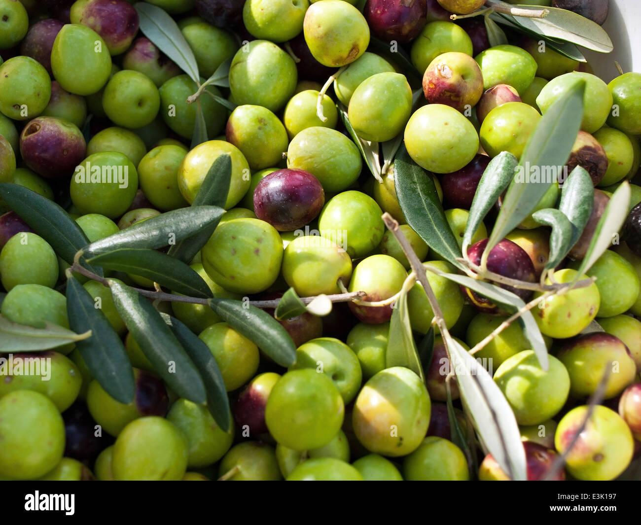 Collection of a fresh olives Stock Photo - Alamy