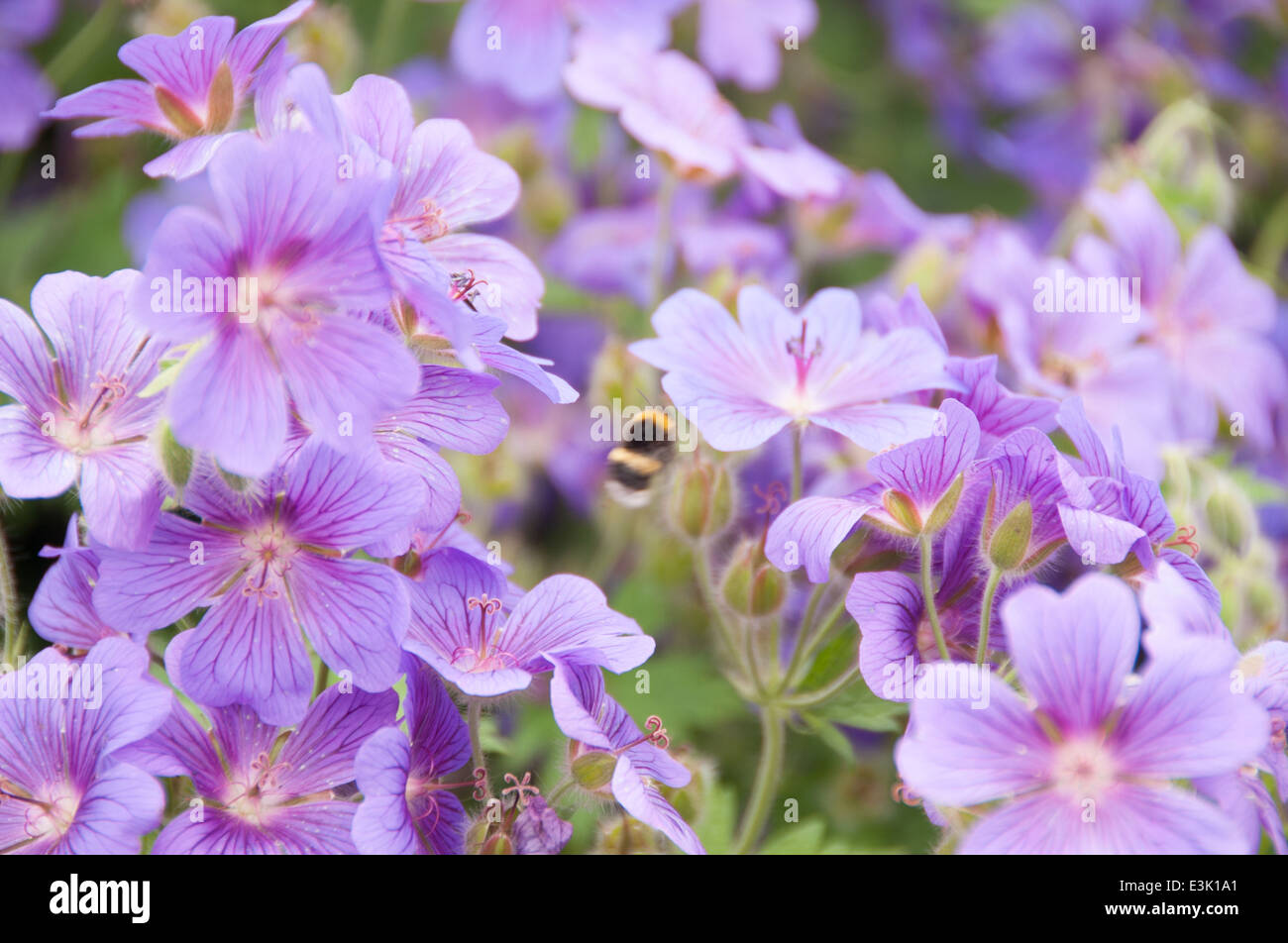 geraniums flowering in an english summer garden with honey bee's ...