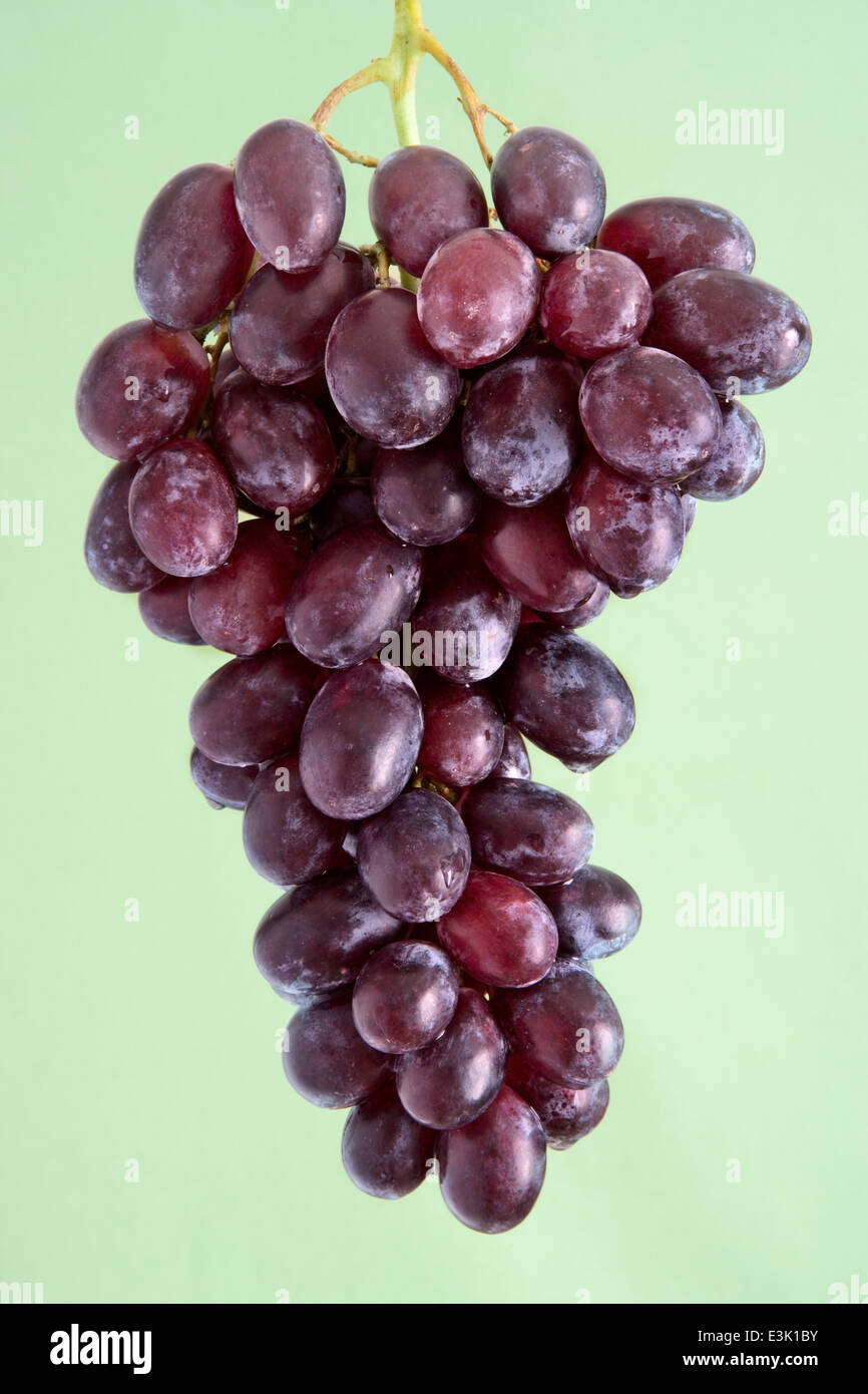 Bunch of black grapes hanging in front of pale green background Stock ...