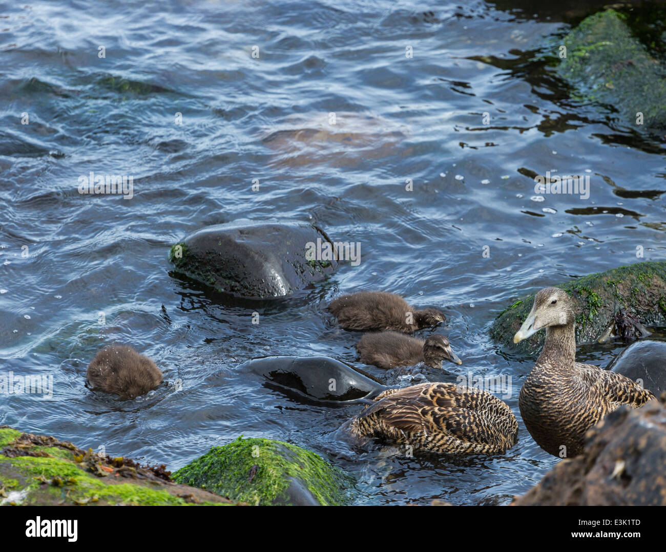 Eider Ducklings on the foreshore at Ballycastle County Antrim Northern ...