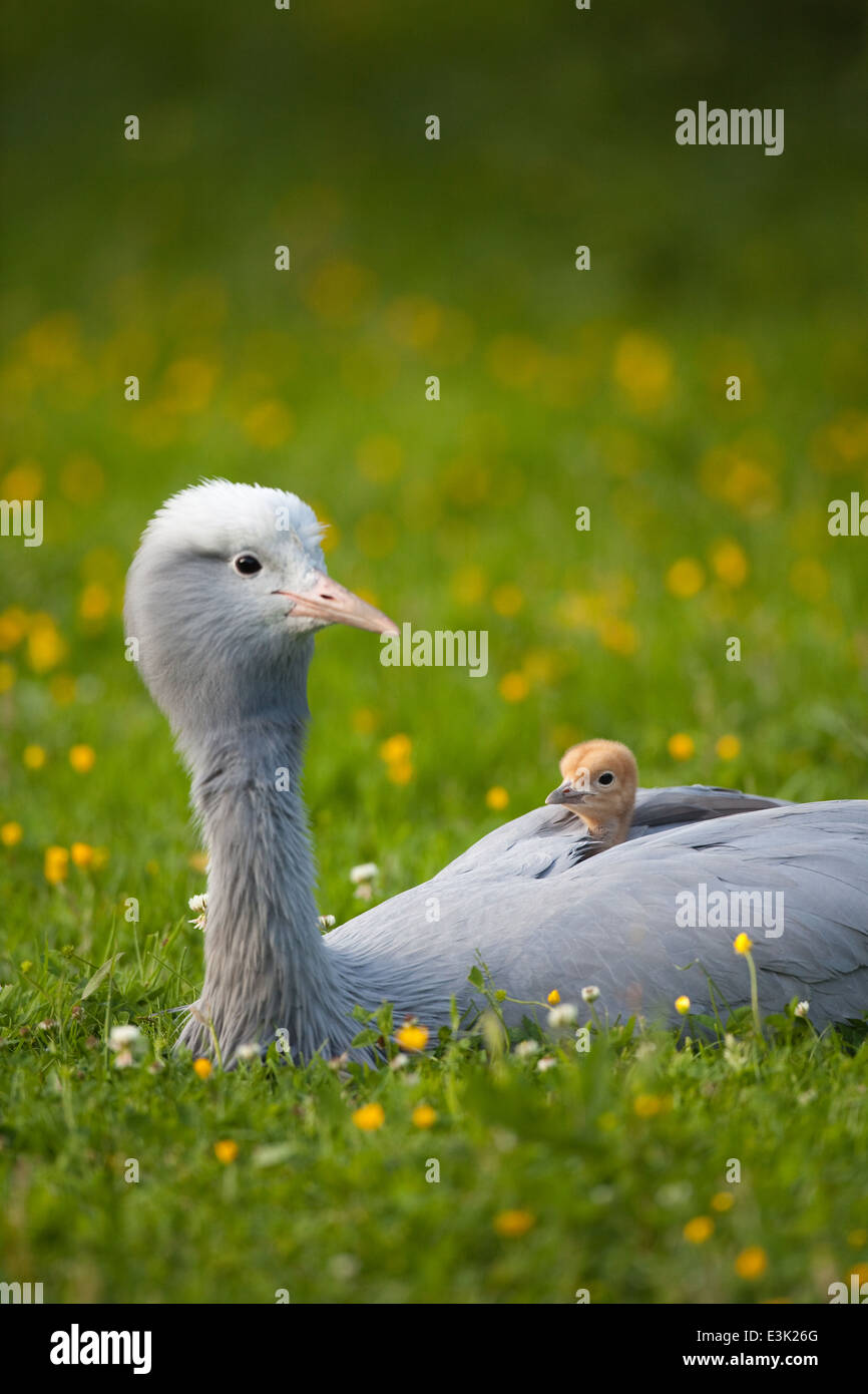 Blue, Paradise or Stanley Crane (Anthropoides paradisea). Adult female ...