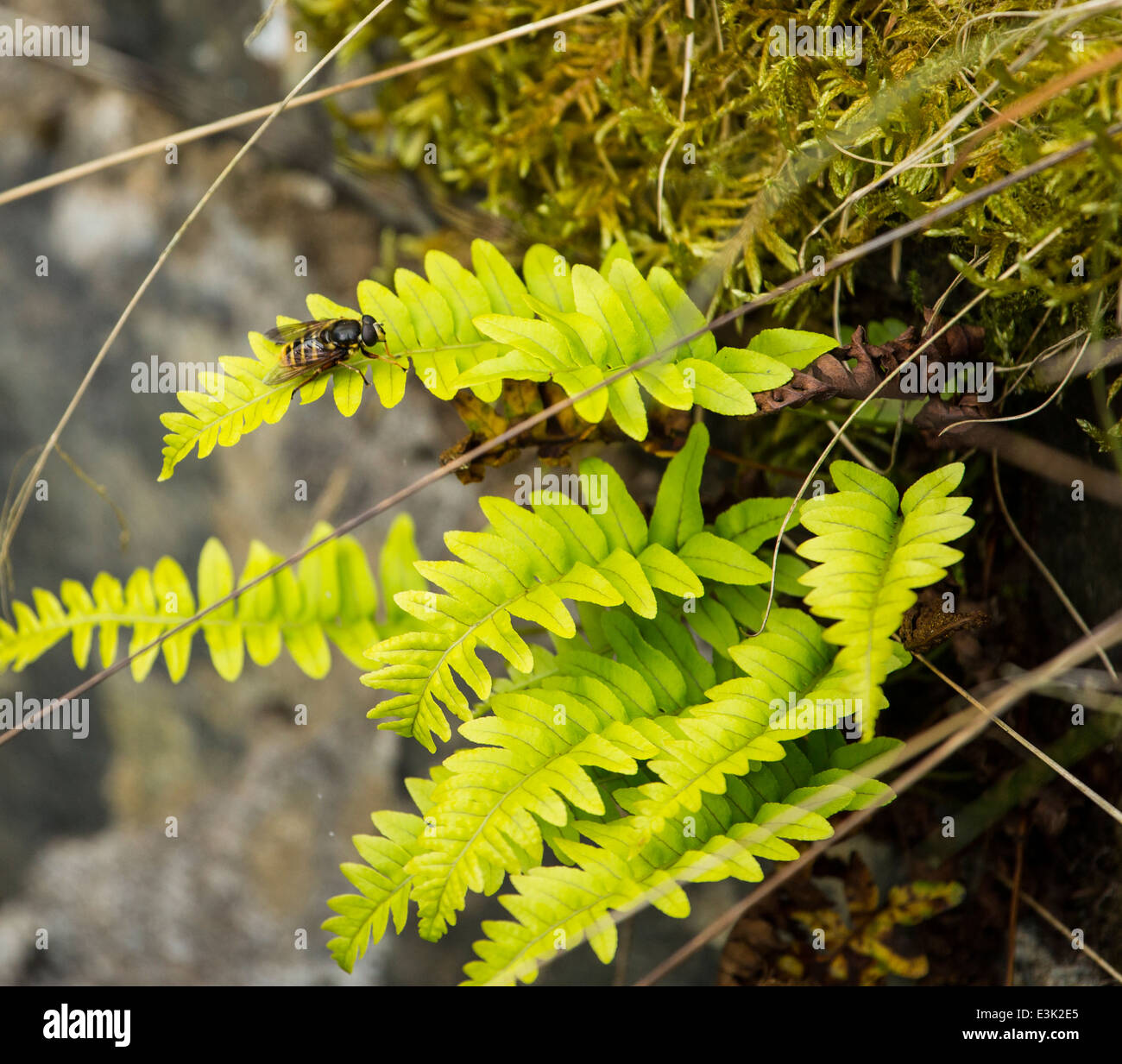 A Hover-fly on a Fern, Ballypatrick Forest County Antrim Northern ...