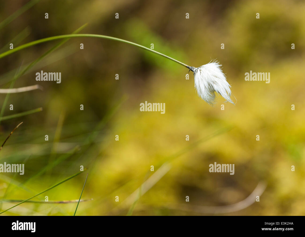 Hare's Tail Cottongrass, Ballypatrick Forest County Antrim Northern ...