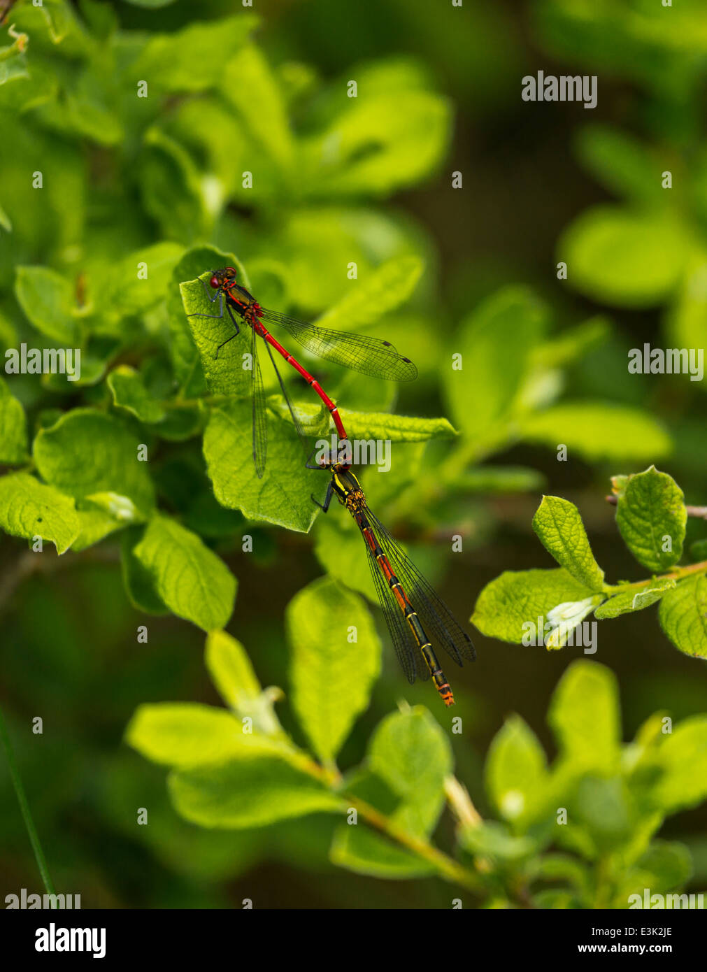 Large Red Damsel Flies Mating, Ballypatrck Forest County Antrim ...